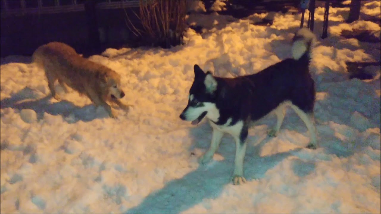 Alaskan Malamute and Golden Retriever roughhousing in the snow - YouTube