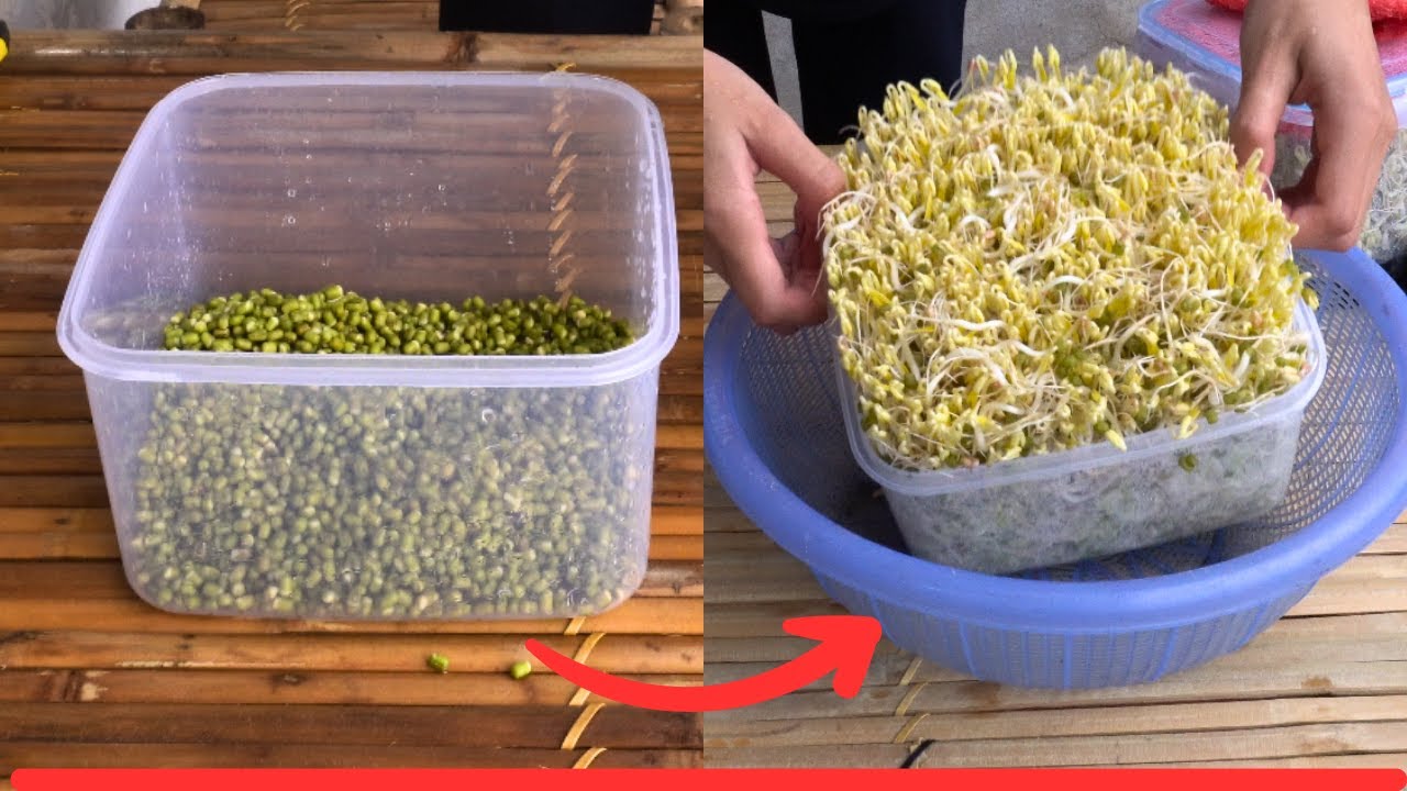 Tips Make Bean Sprouts At Home Without Using Soil, High Yield, Amazing ...