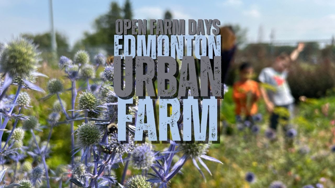 Edmonton Urban Farm Tour during Open Farm Days - YouTube