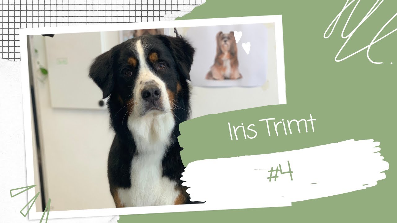 BOULAB ONTWOLLEN || HET SNEEUWT IN DE TRIMSALON! || #4 - YouTube