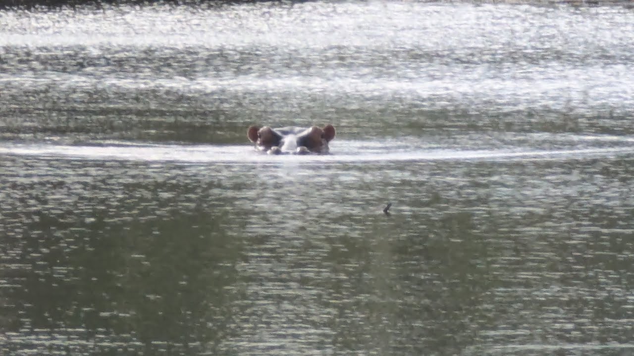 hippos at Hippo Pond - Mafia - Tanzania - YouTube