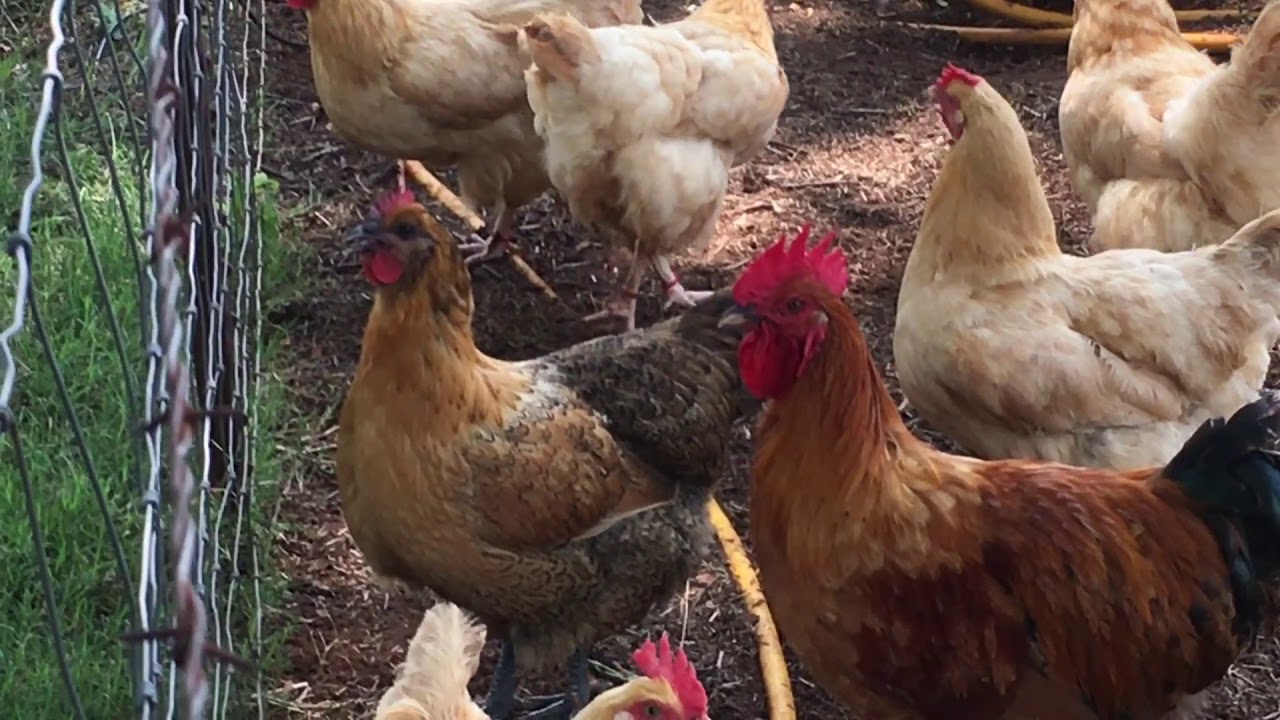 Urban Backyard Chickens World39s Ugliest Chicken