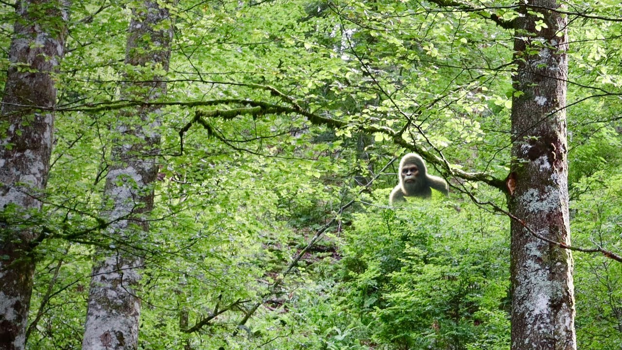 FASCINATING British Bigfoot Encounters - The Cornish Woodwose ...