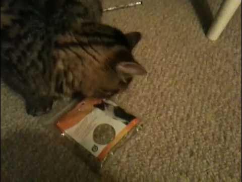 Cat Attacks after smelling Catnip - YouTube