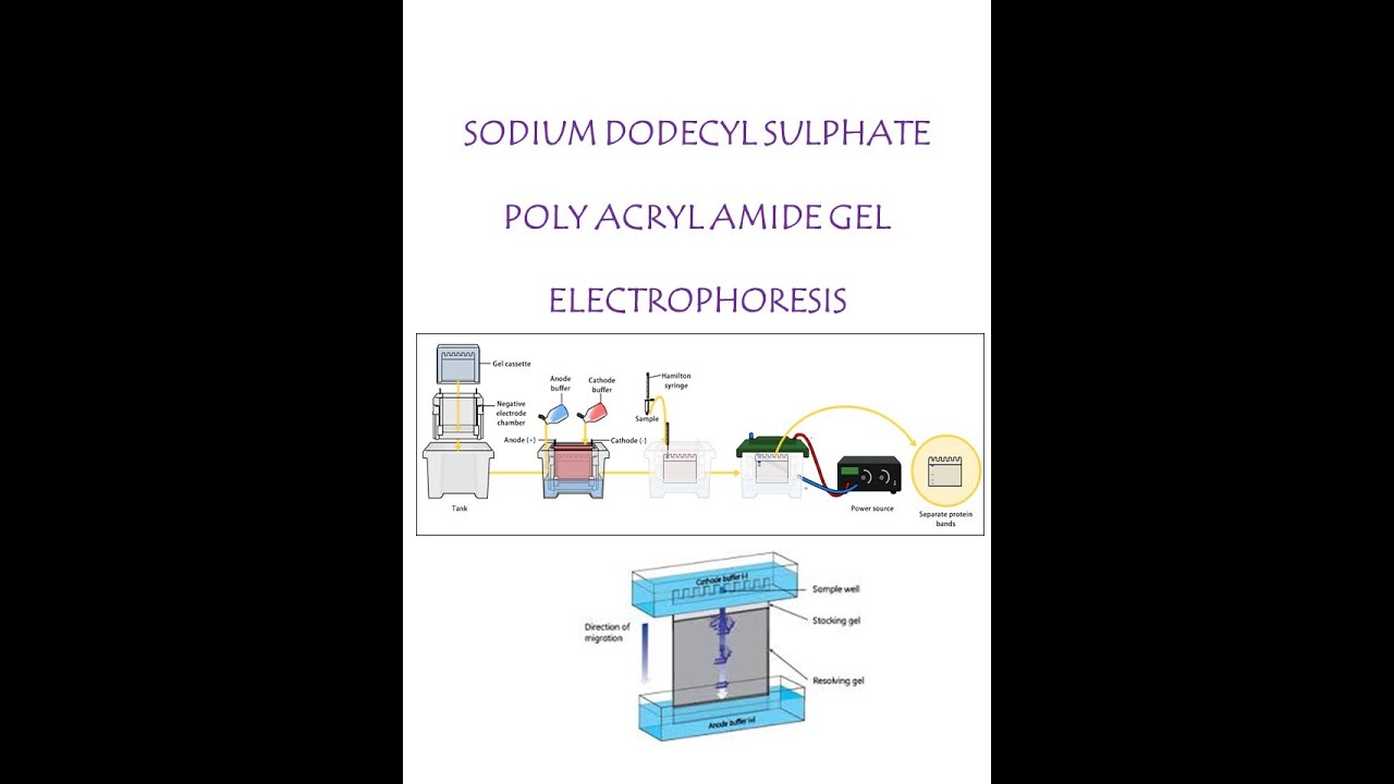 SDS PAGE ELECTROPHORESIS OF PROTEIN - YouTube