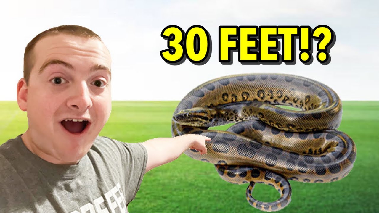 30 Foot Anaconda! Does It Exist!? - YouTube
