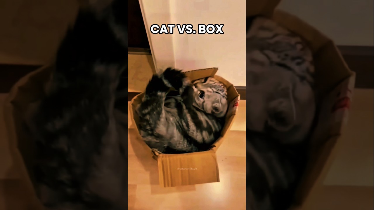 Cats vs. Boxes: The Ultimate Battle! #cats #box #catlover #funnycats # ...