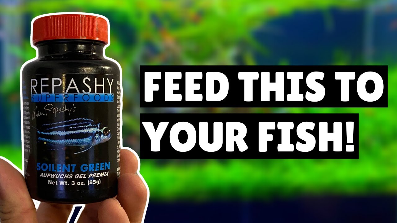 Repashy Soilent Green - Why you should feed this to your fish! - YouTube