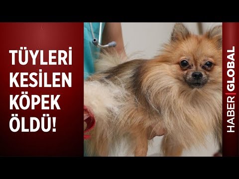 Tüyleri Kesilen Köpek Ertesi Gün Öldü