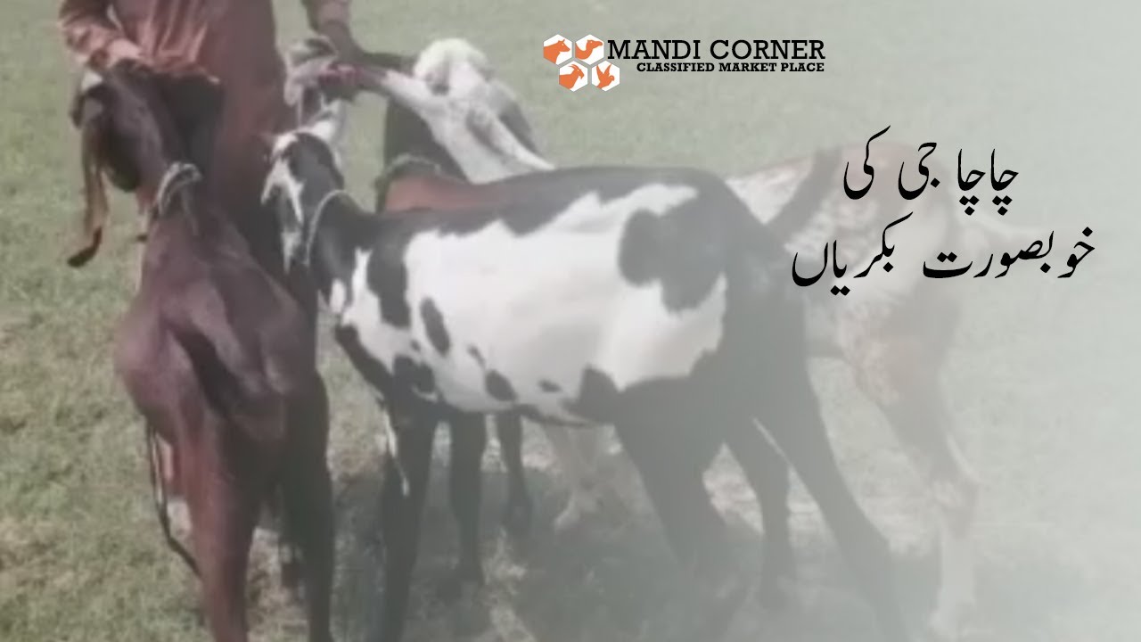 Goats For Sale For Bakra Eid 2020 | All Types of Goats Are Available ...