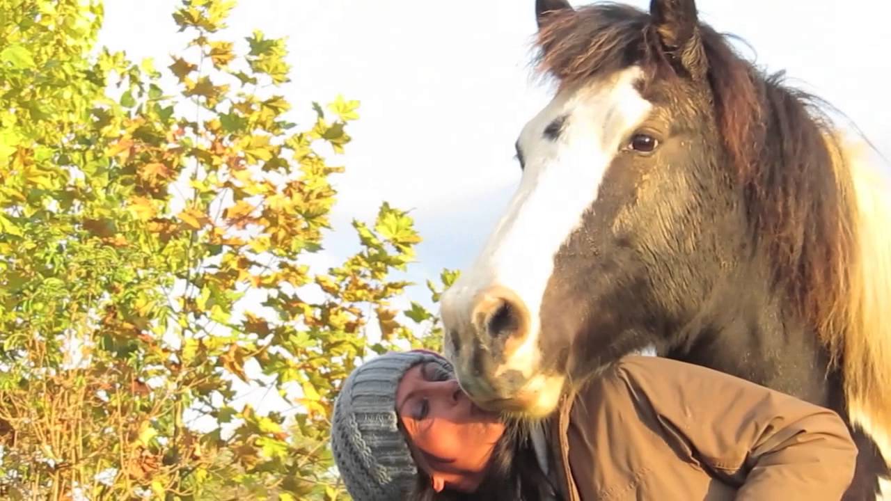 Cavalli...Trailer Horse Love...Sarah & Argo un Amore..per sempre - YouTube