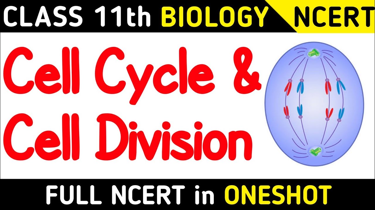 Cell Cycle and Cell Division | Class 11 | ONE SHOT | NCERT explanation ...
