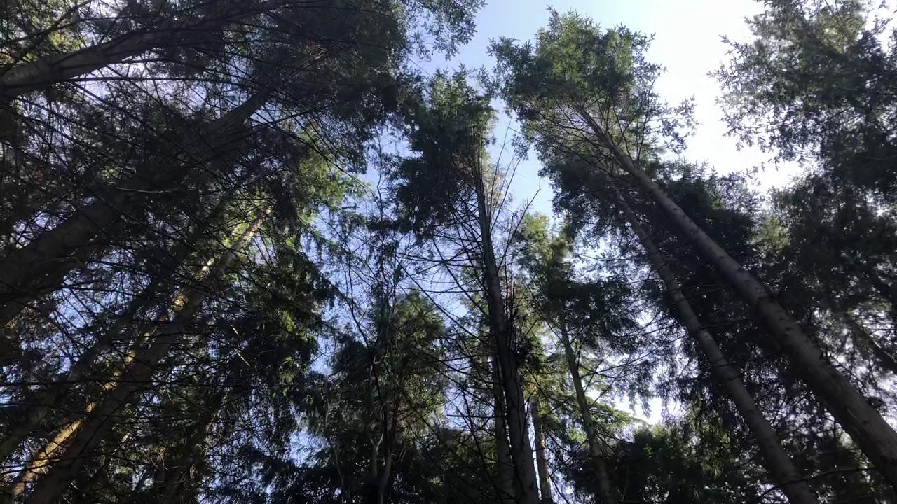 Majestic trees swaying in the breeze. - YouTube