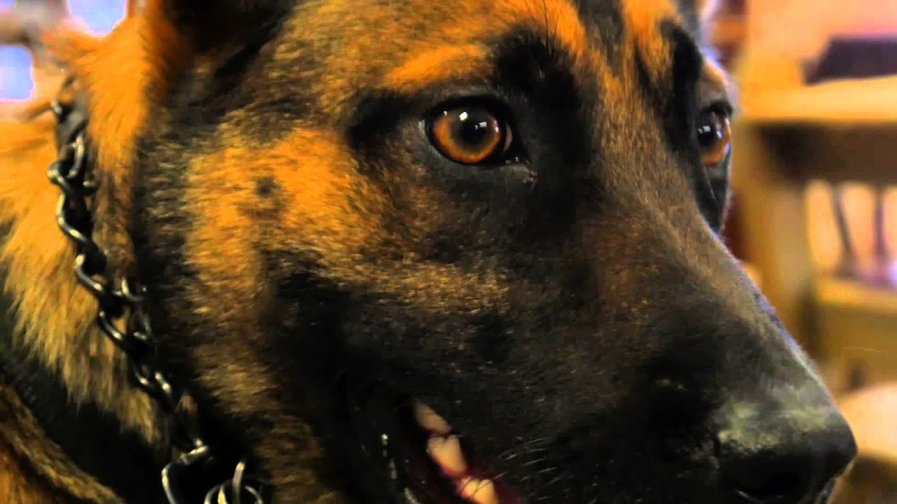 Dogs FSU News Segment - YouTube