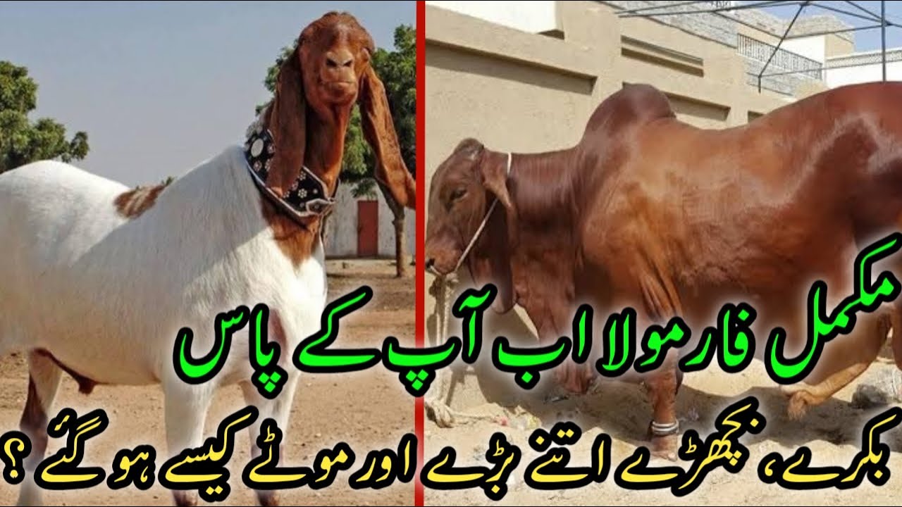 Bakron or Bachron Ka Weight Badhany Ka Formula | Gay Ka Dudh Badhane Ka ...