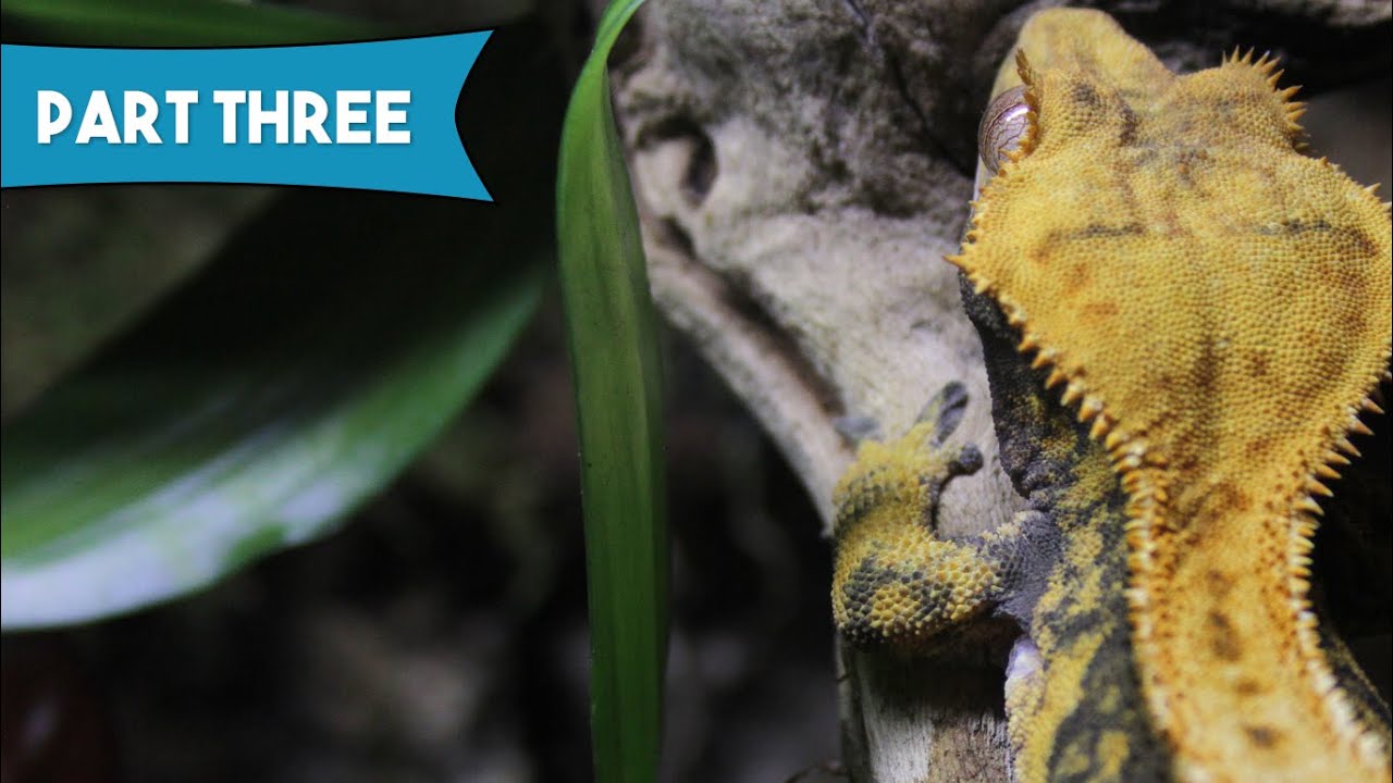 Adding Plants & Natural Decor | Bioactive Crested Gecko Terrarium Build ...