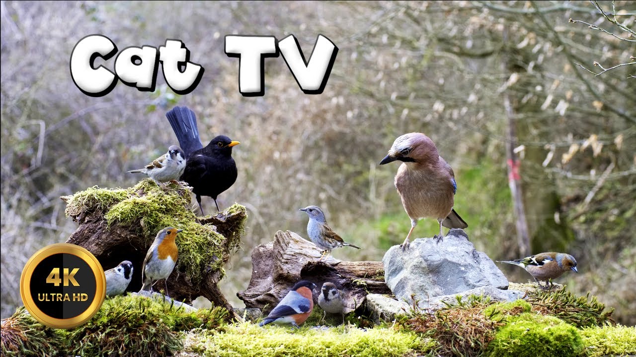Cat TV for Cats to Watch 🐈 - BIRDS FROM FOREST🐦‍⬛10 hours 4K - YouTube