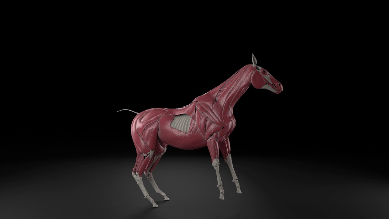 3D CG Horse Muscle Animation 02 - YouTube
