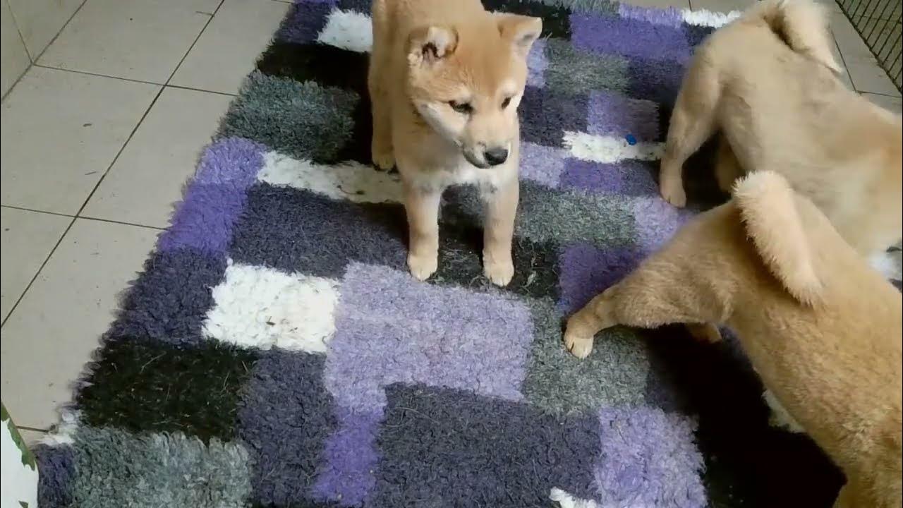 Shiba-Inu Puppies Growing up LIVE ! 22/01/2025 - YouTube