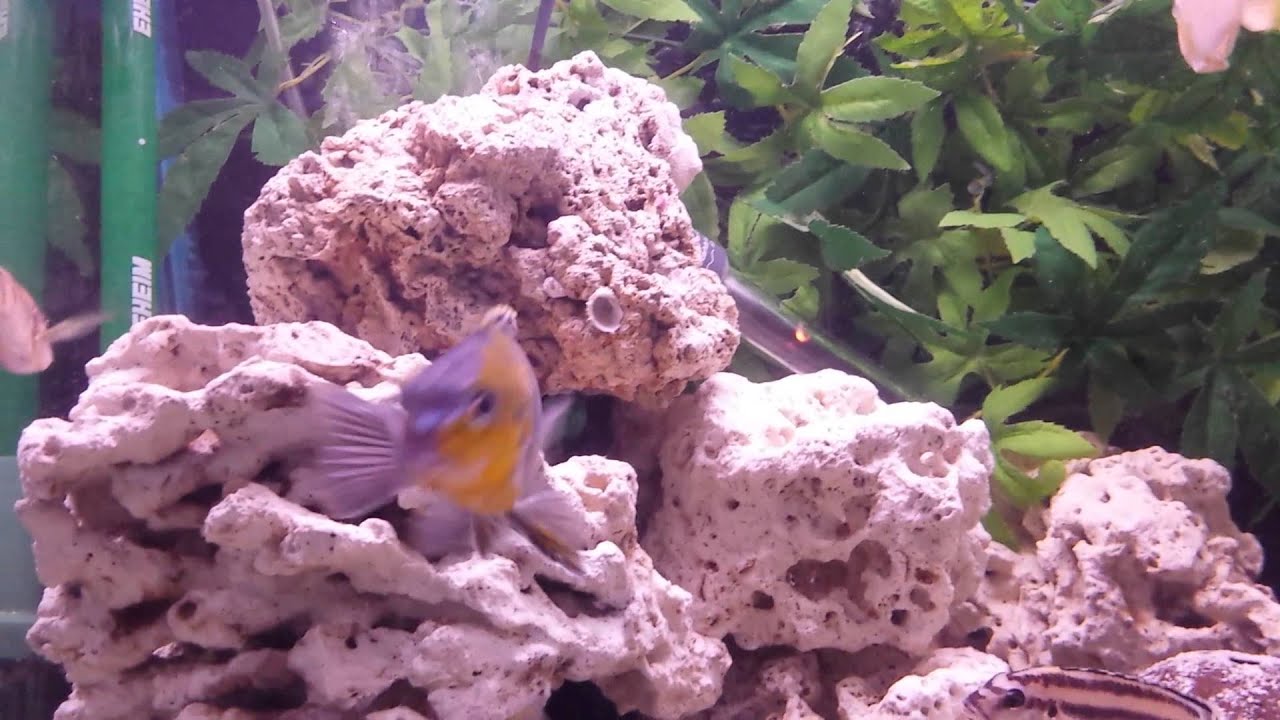 Wild Tropheops sp. Red Cheek Chizumulu - YouTube