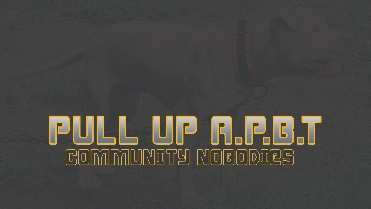 Buck City Late Night - APBT TALK - YouTube