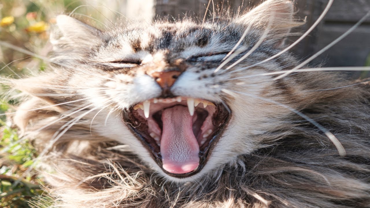 TOP 10 Cat scream sounds in 35 seconds - YouTube