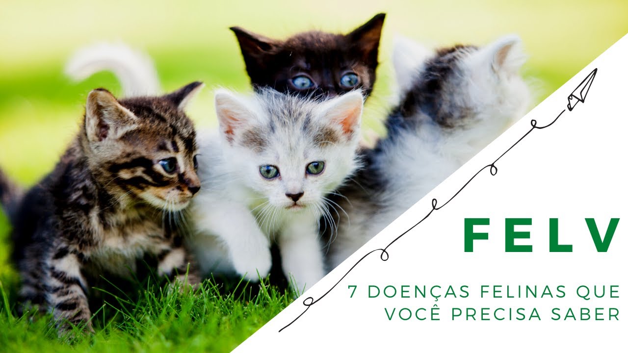 FELV - Diário Felino - YouTube
