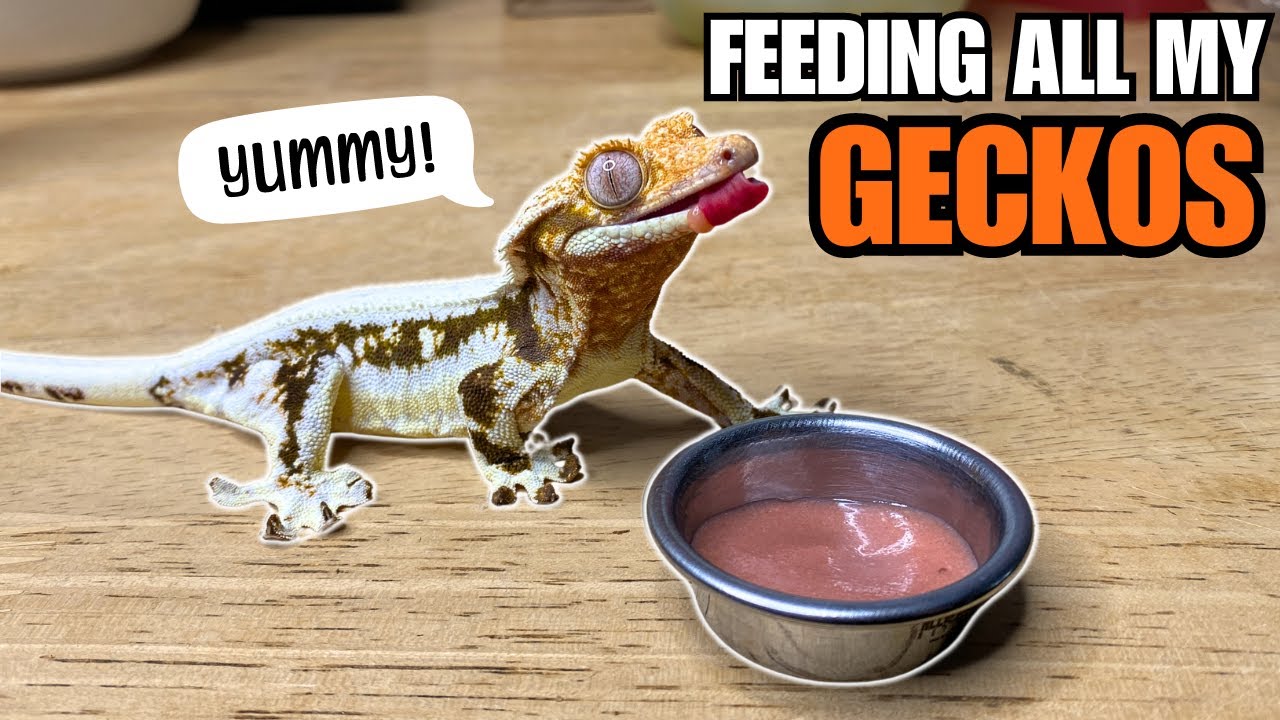Feeding my HUNGRY GECKOS! Tokay Geckos, Sand geckos, Giant geckos and ...