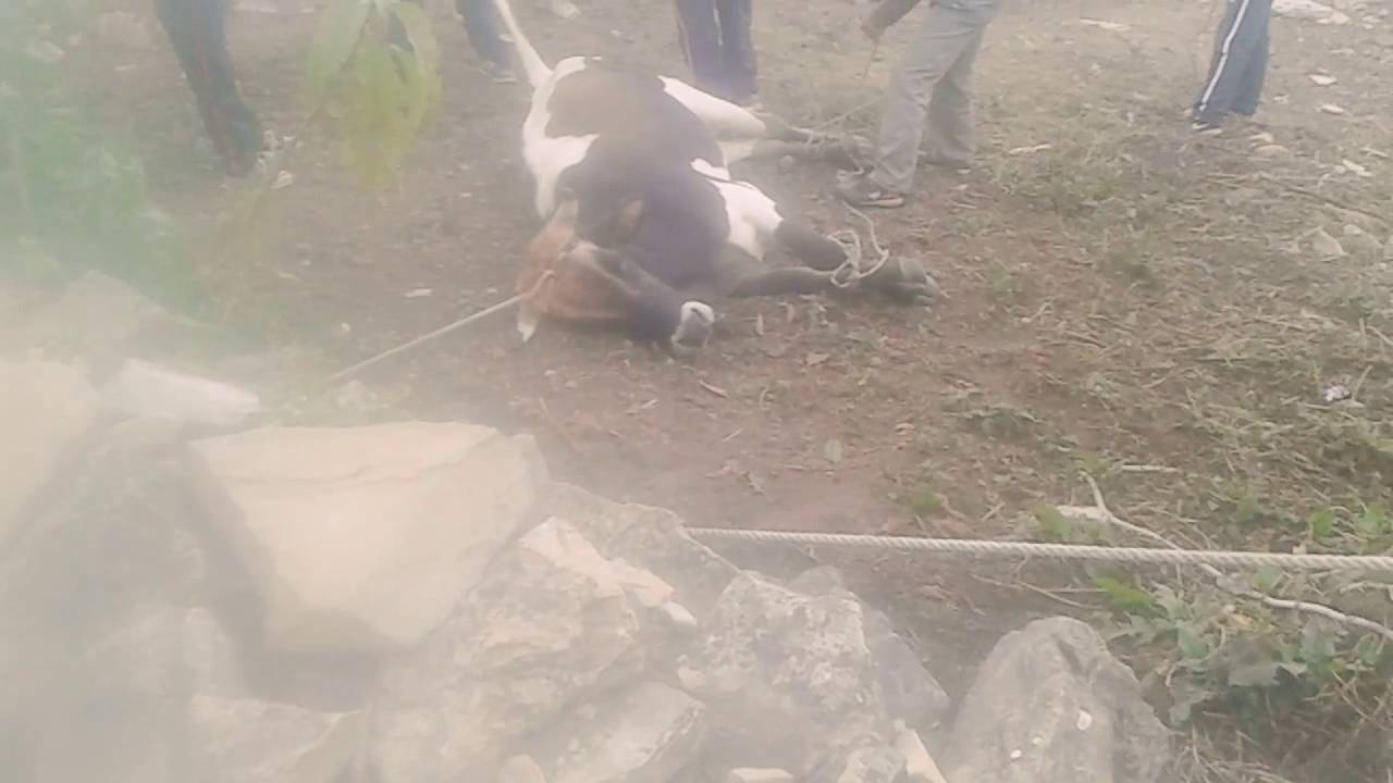 Matando una vaca - YouTube