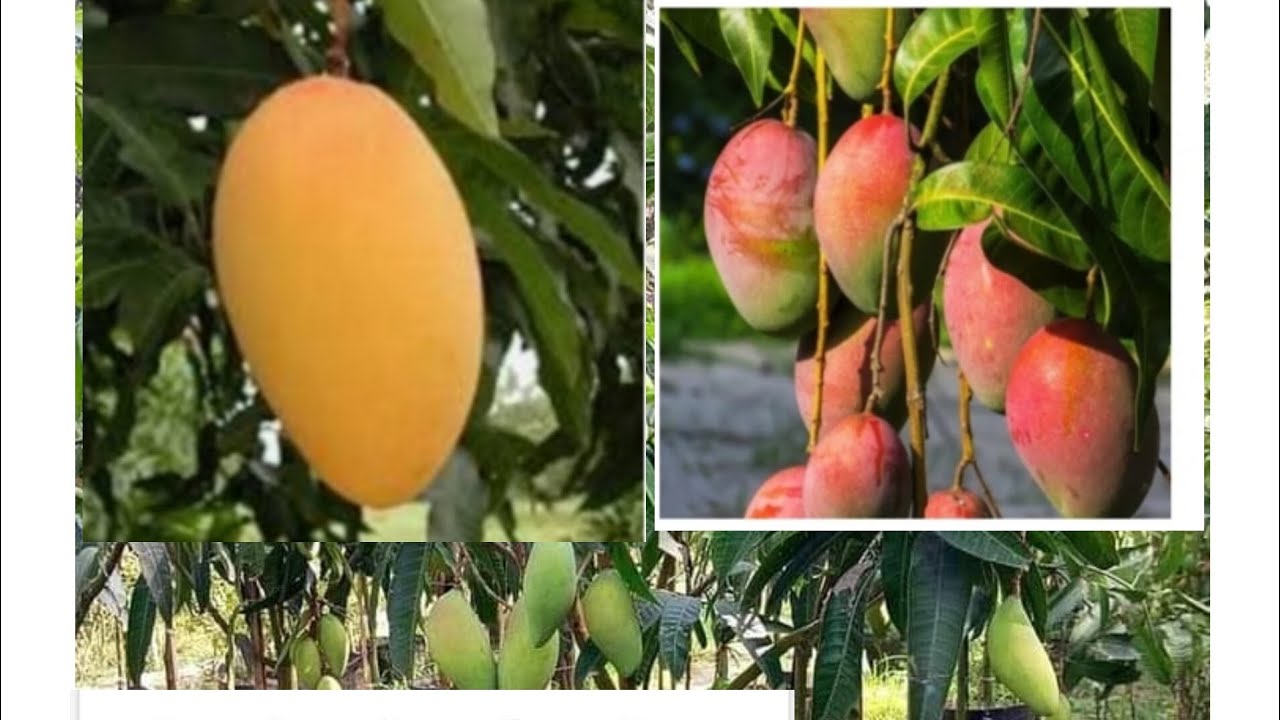 Langra mango variety is indigenous to Varanasi area of Uttar Pradesh ...