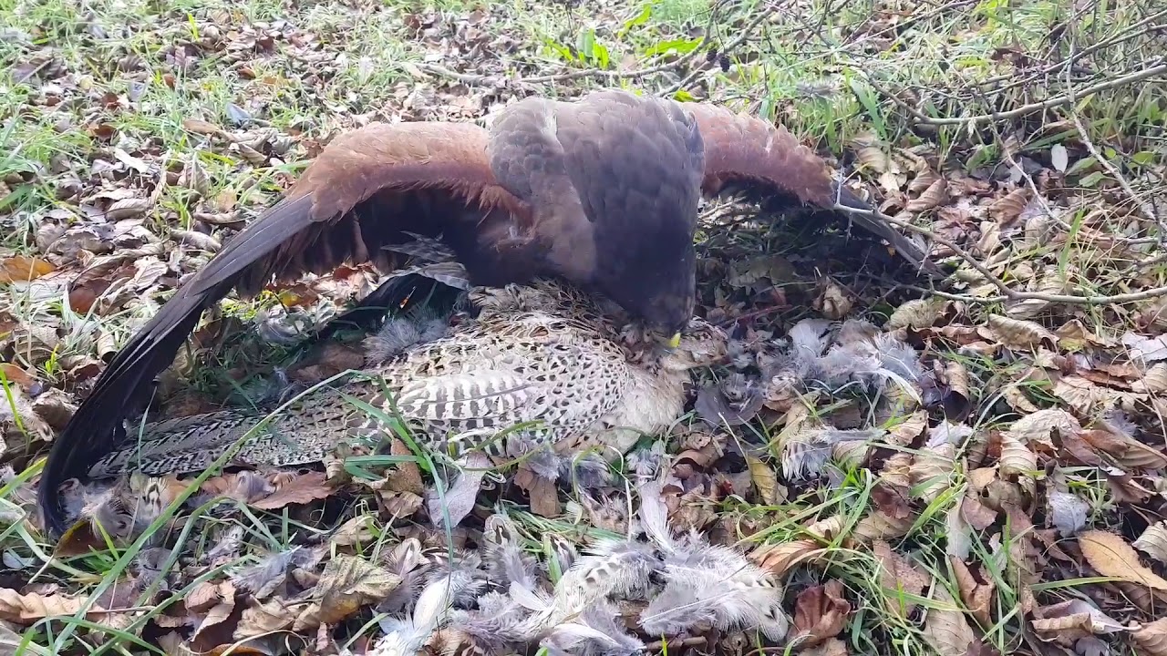 Harris Hawk - Hunting Pheasants - YouTube