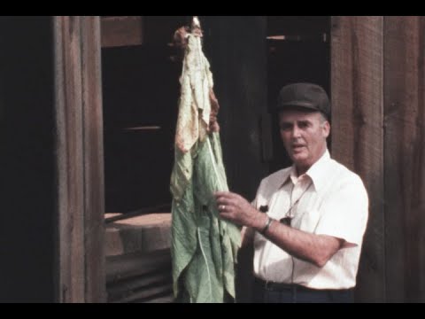 Ira Massie Air Cured Burley Tobacco & Hybrid Seed