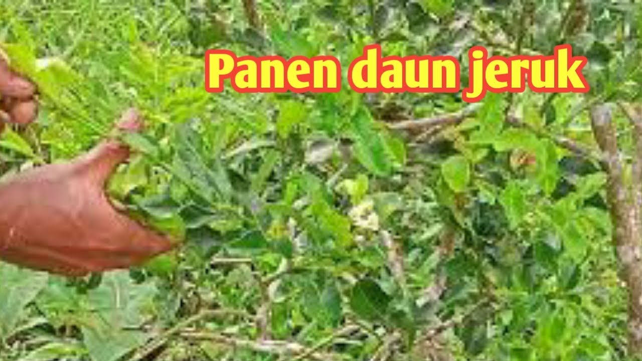 Panen daun jeruk purut - YouTube
