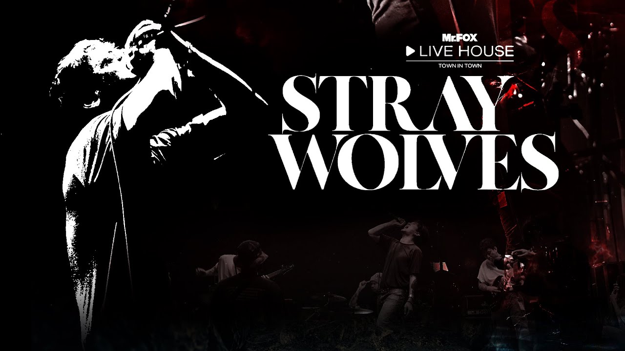 Stray Wolves - Stick To Your Guns 2024 @Mr.FOX Live House (LIVE) - YouTube