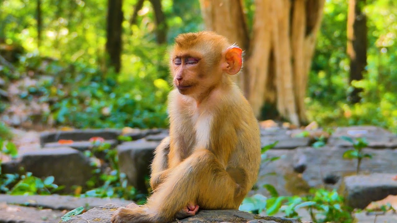 Should Not Be, Poor Baby Monkey Niko Sleeping Alone - YouTube