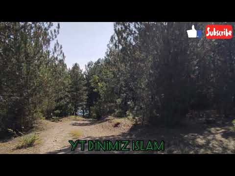 Adak - Âyet (Meal) • Hadis • Fetva • Dua •