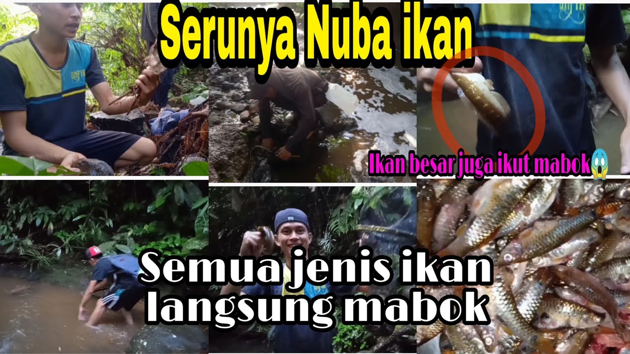 Serunya menuba ikan || bukan meracun || ramuan tradisional || menuba ...