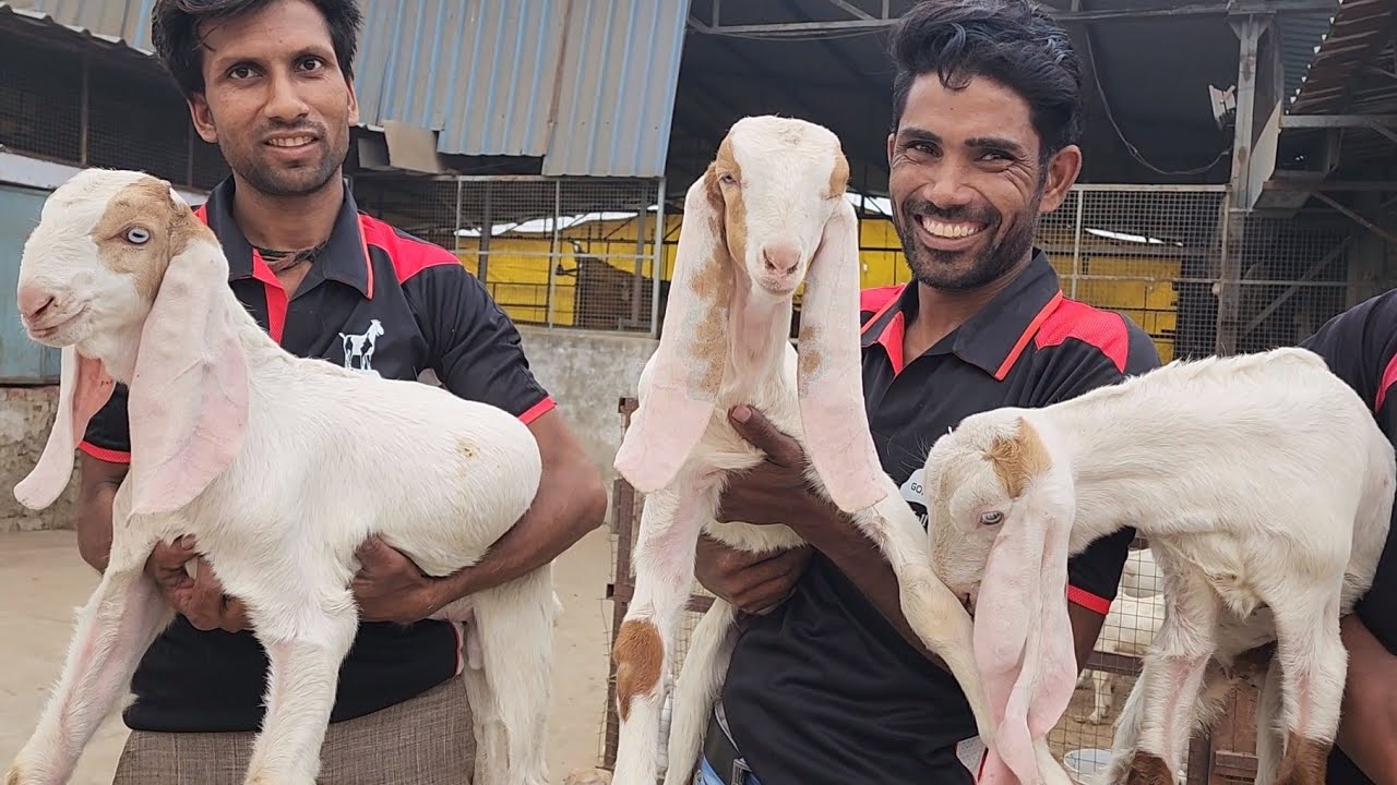 Sab Se Sasta Aur Acha Hyderabadi Collection At KP Goat Farm | Best Kids ...
