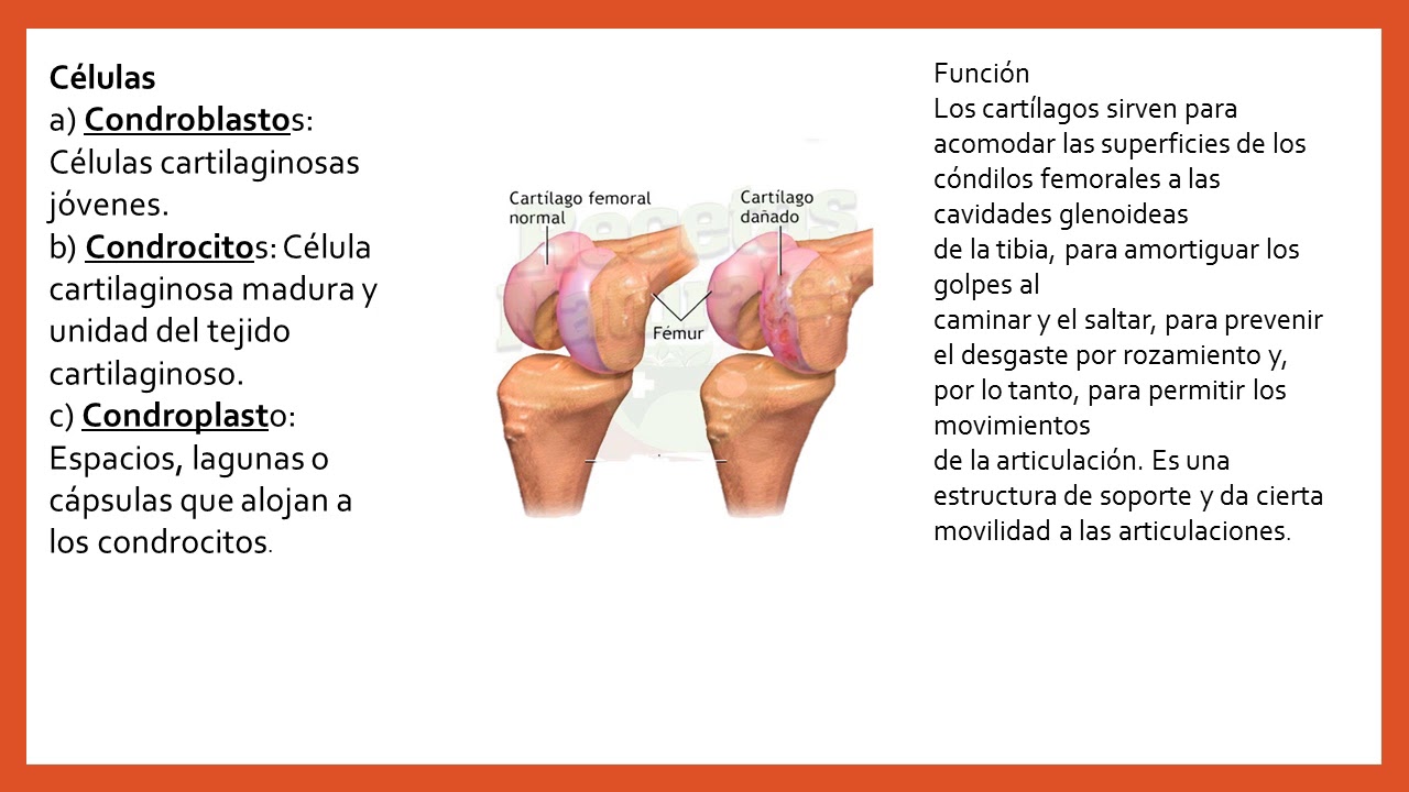 2DO SEC BIOLOGIA TEJIDO CARTILAGINOSO Y ADIPOSO SEMANA 8 VIDEO - YouTube