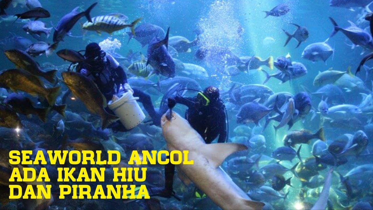 SeaWorld Ancol : Kehidupan Di Bawah Laut - YouTube