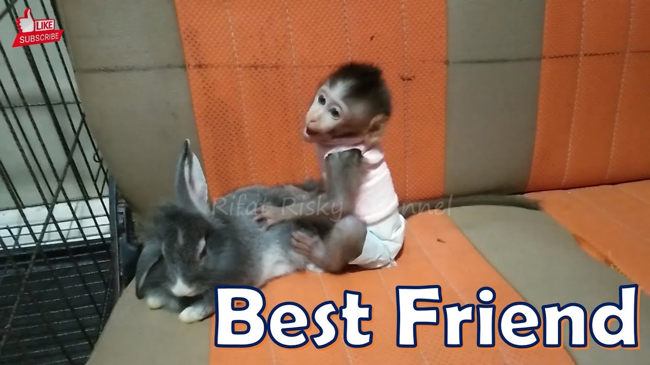 Angry Baby Monkey - YouTube