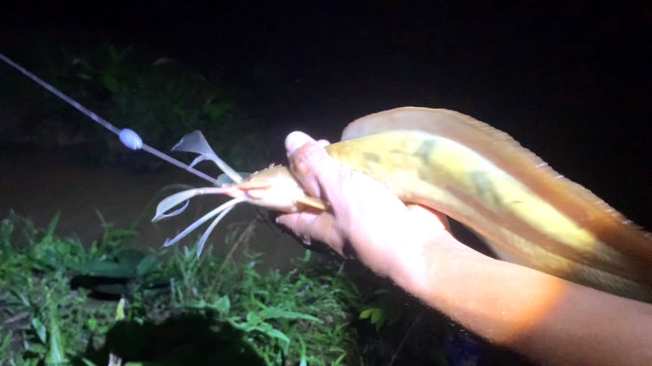 Mancing malam sehabis hujan.!!! Dapat ikan lele yang unik warna nya kayak kuning emas - YouTube