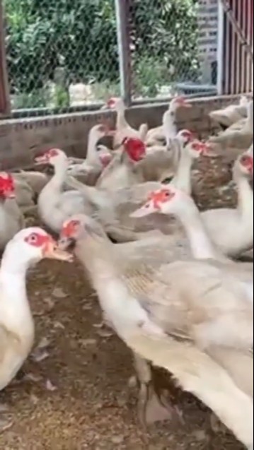 রাজ হাঁস চীনা হাঁসের চুনা পায়খানার সমস্যা।duck farming in bangladesh.# ...