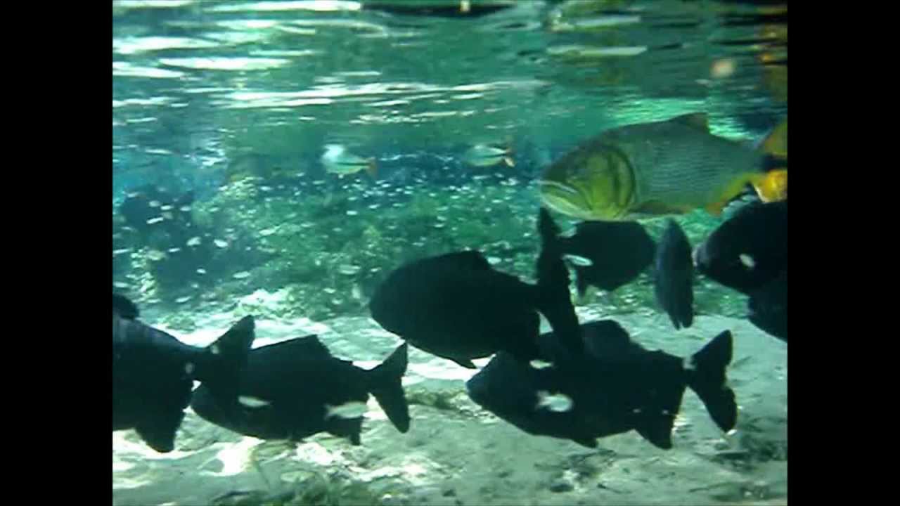 PEIXE, PACU (PIARACTUS MESOPOTAMICUS) SMALL-SCALED PACU, PACU-CARANHA ...