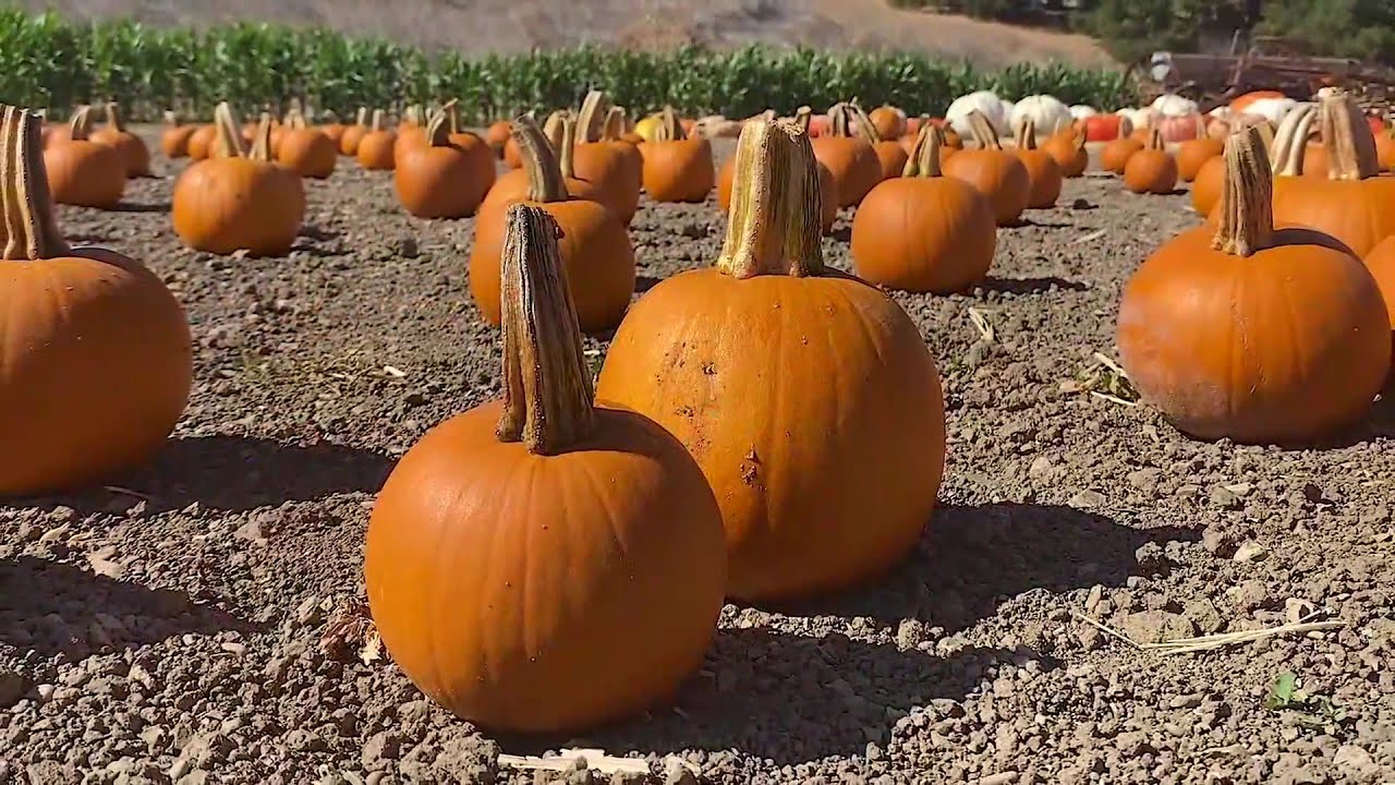 Variety pumpkins rise out of Solvang Farmer Pumpkin Patch - YouTube