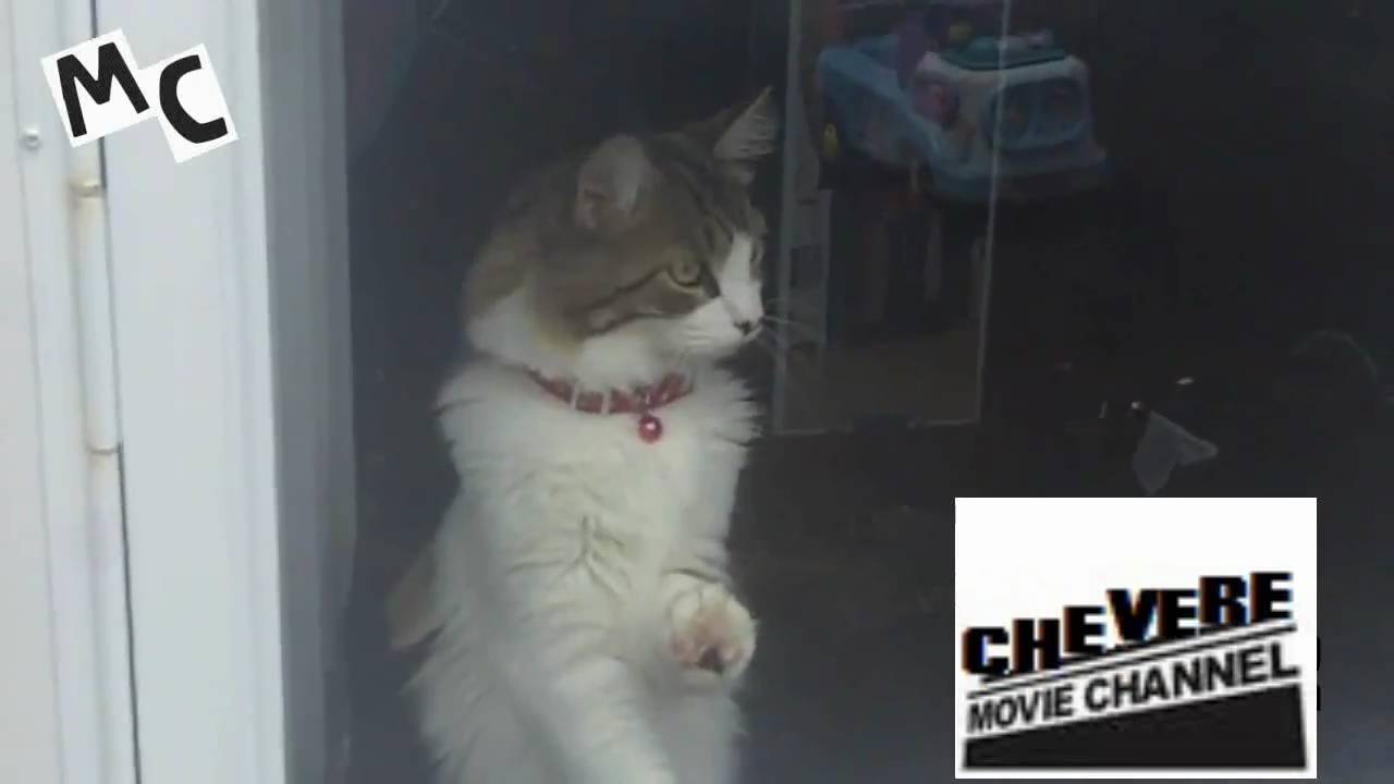 Cat Dancing Salsa(Gato Bailando Salsa) - YouTube