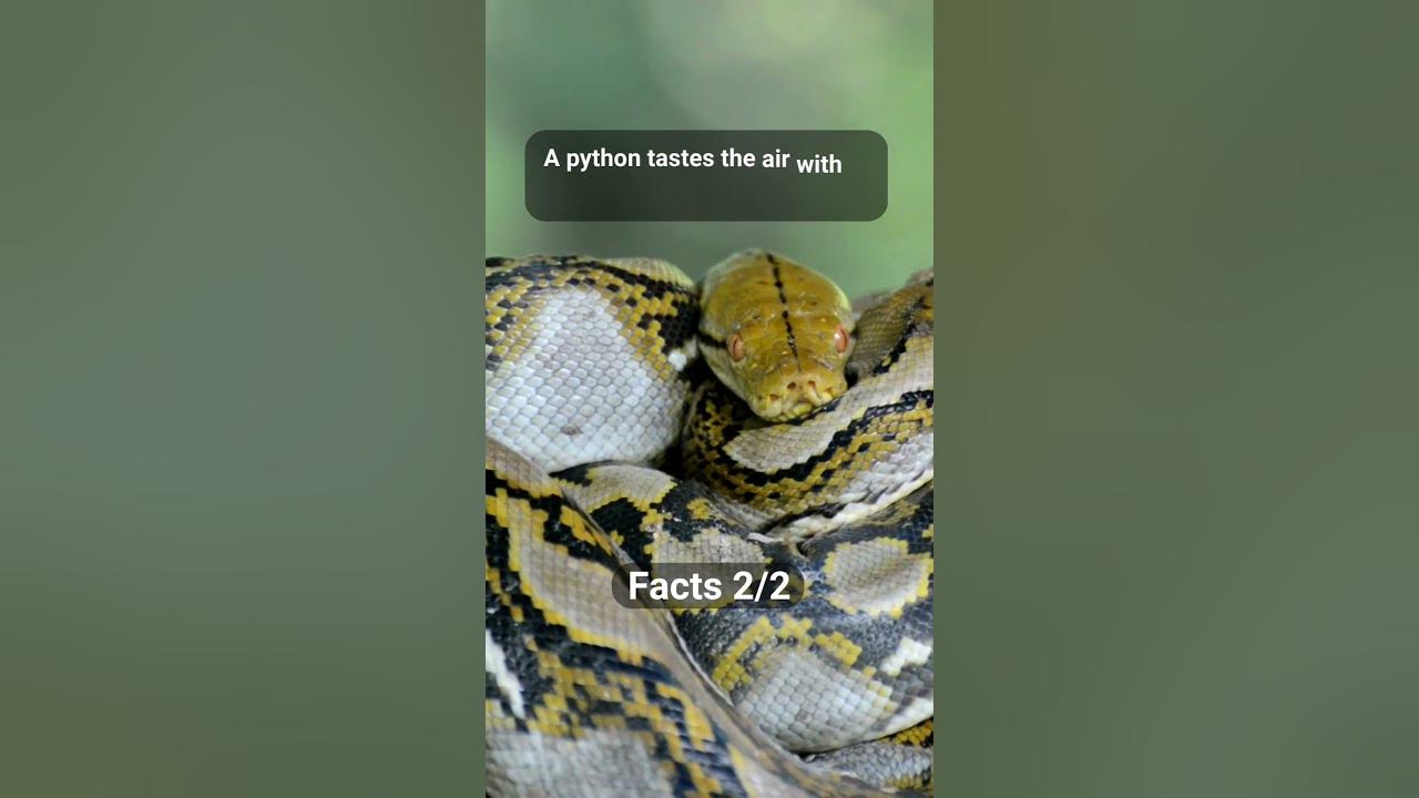 Interesting Facts About Pythons 12 shorts YouTube interesting-facts-about-pythons-12-shorts-youtube