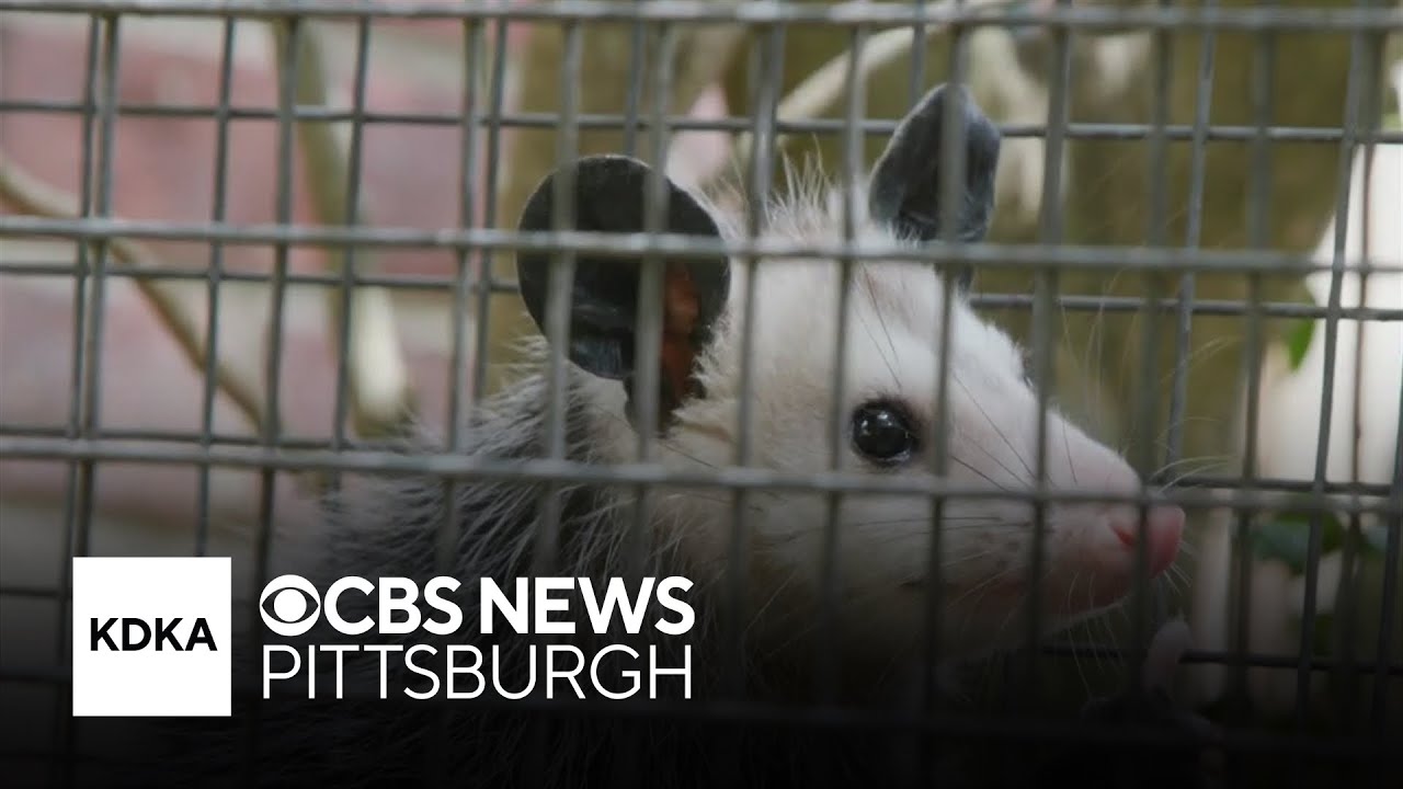 Protecting your property from pests and rodents - YouTube