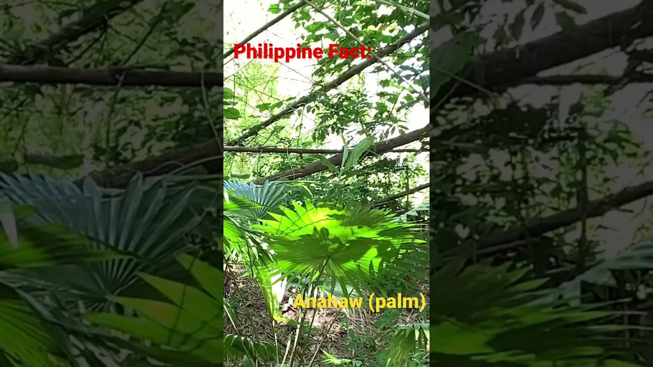 Philippine National Leaf Fan Palm Tree Leaf (Livistona Chinensis) On