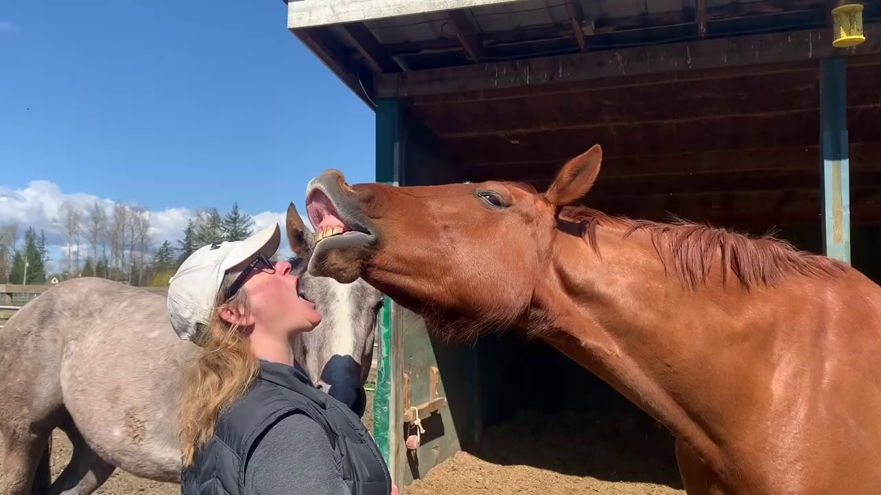 The Best of Barn Mom Commentary Compilation *wholesome* - YouTube
